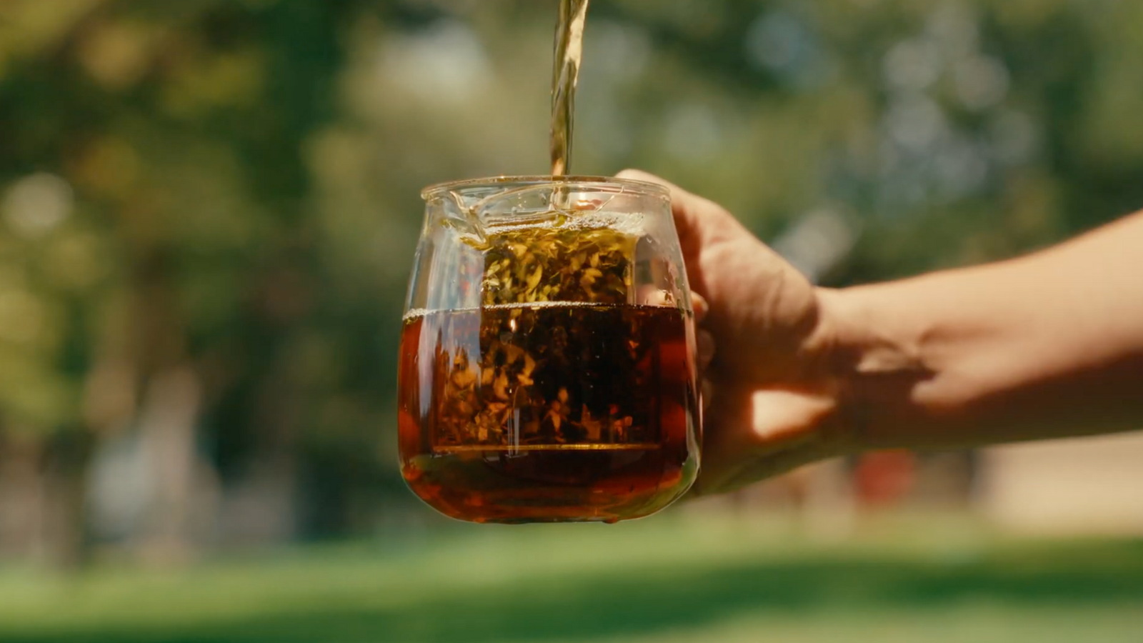 Best Teas for Sinus Infections | Natural Sinusitis Remedies with Yaupon ...