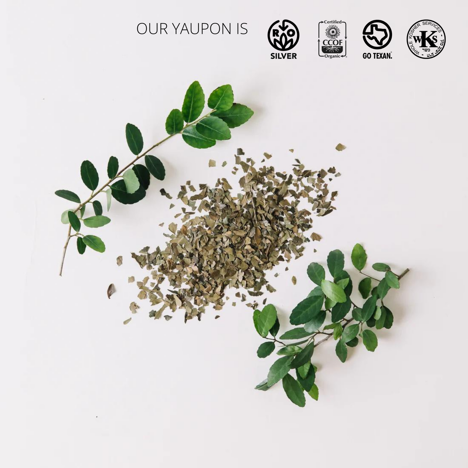 CatSpring Yaupon - It's Texan, for tea | Yaupon Tea